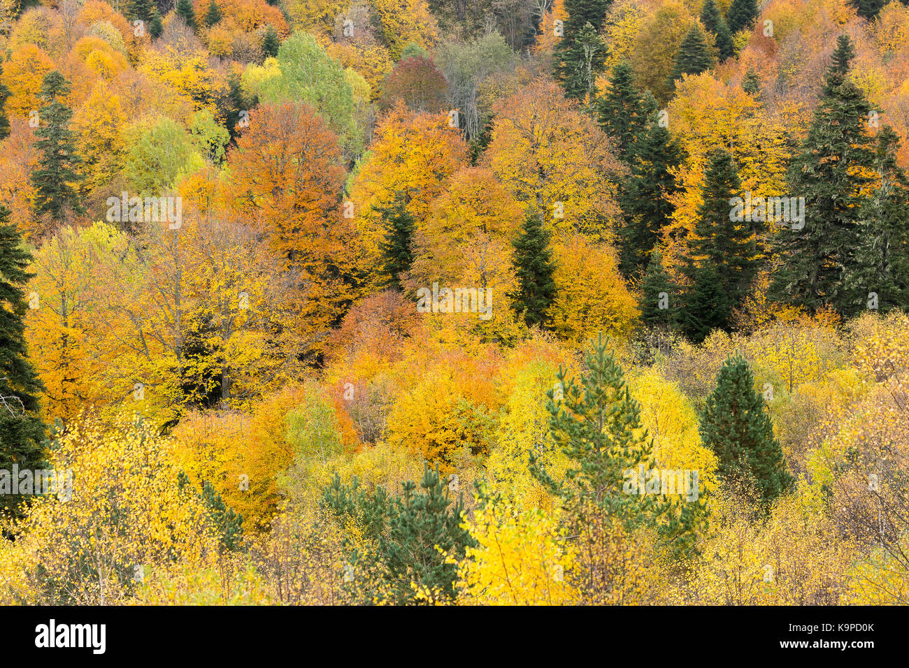 environment, background, landscape concept. in mixed forest there is ...