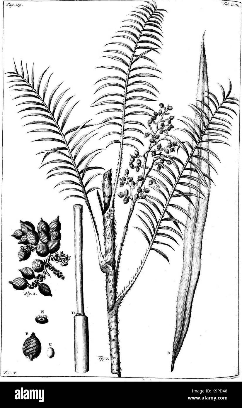 Palmier drawing hi-res stock photography and images - Alamy