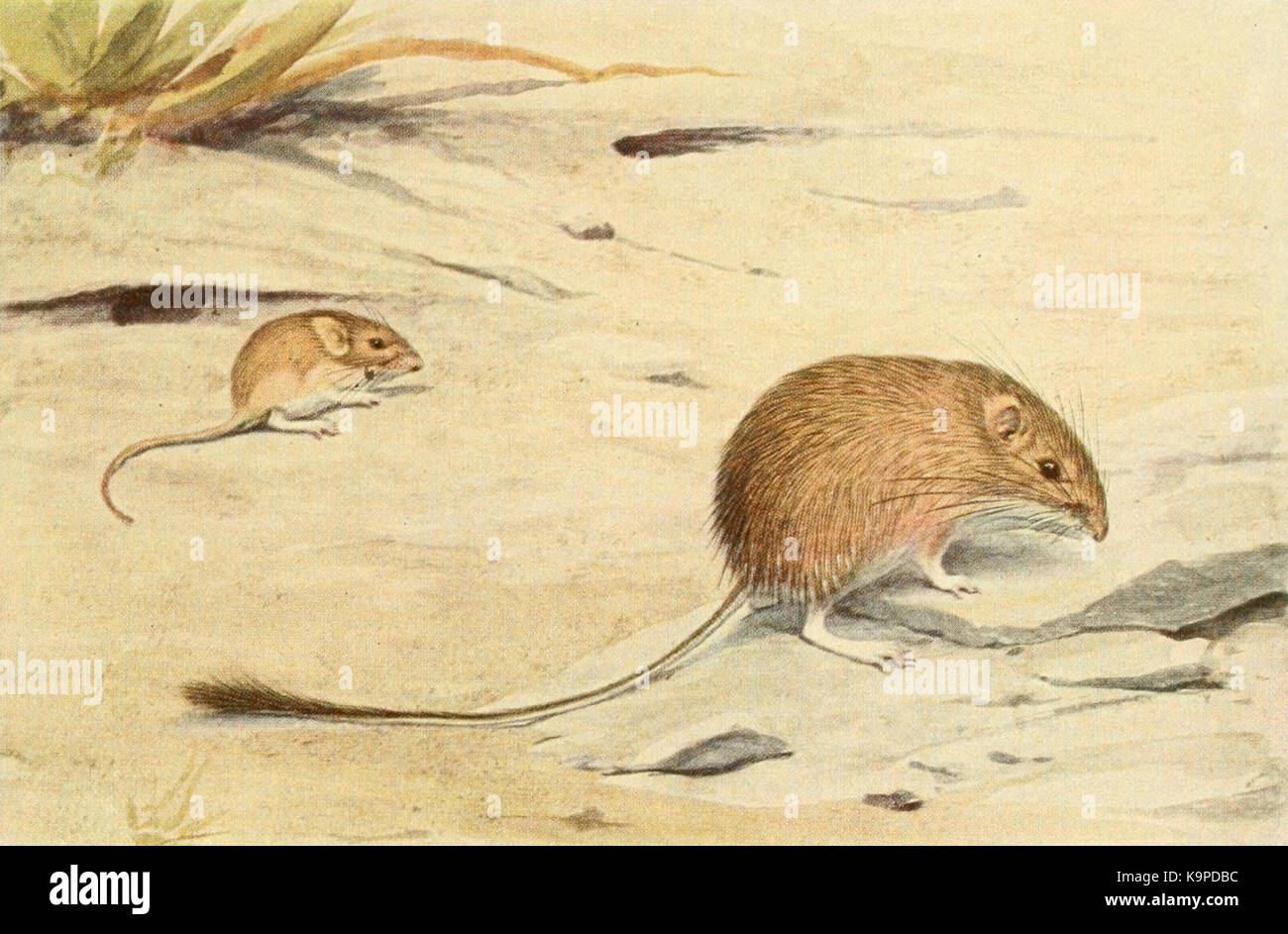 Perognathus flavus and Chaetodipus hispidus Stock Photo - Alamy