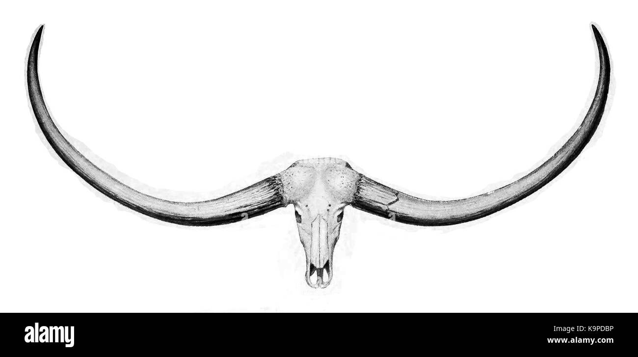 Pelorovis antiquus, an extinct species of wild cattle, roamed parts of ...