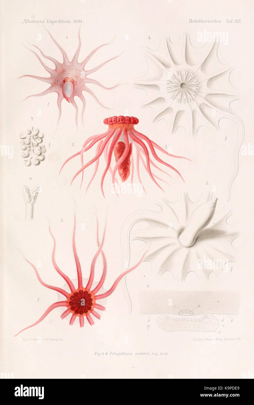 Pelagothuria natatrix original plate Stock Photo - Alamy