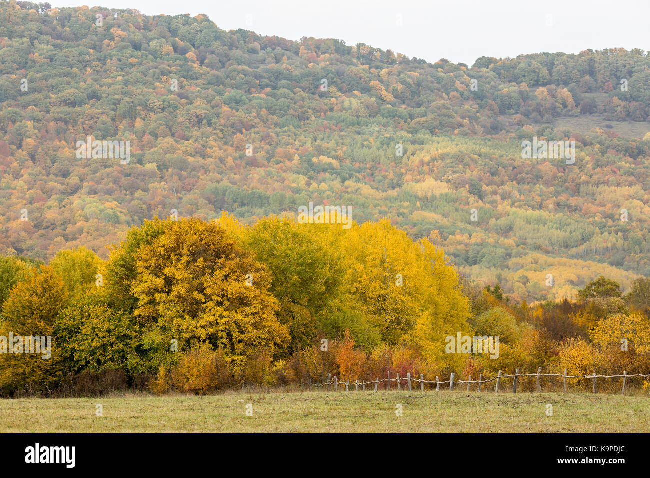 livestock, countryside, freedom concept. gree pasture is fenced with ...