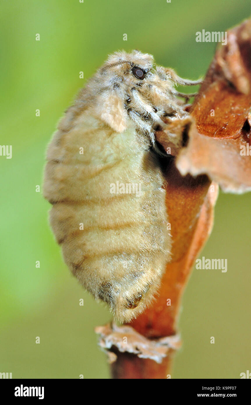Vapourer moth (Orgyia antiqua) flightless female releasing pheromones ...