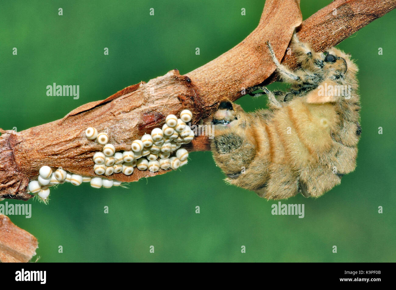 Wingless Moth High Resolution Stock Photography and Images - Alamy