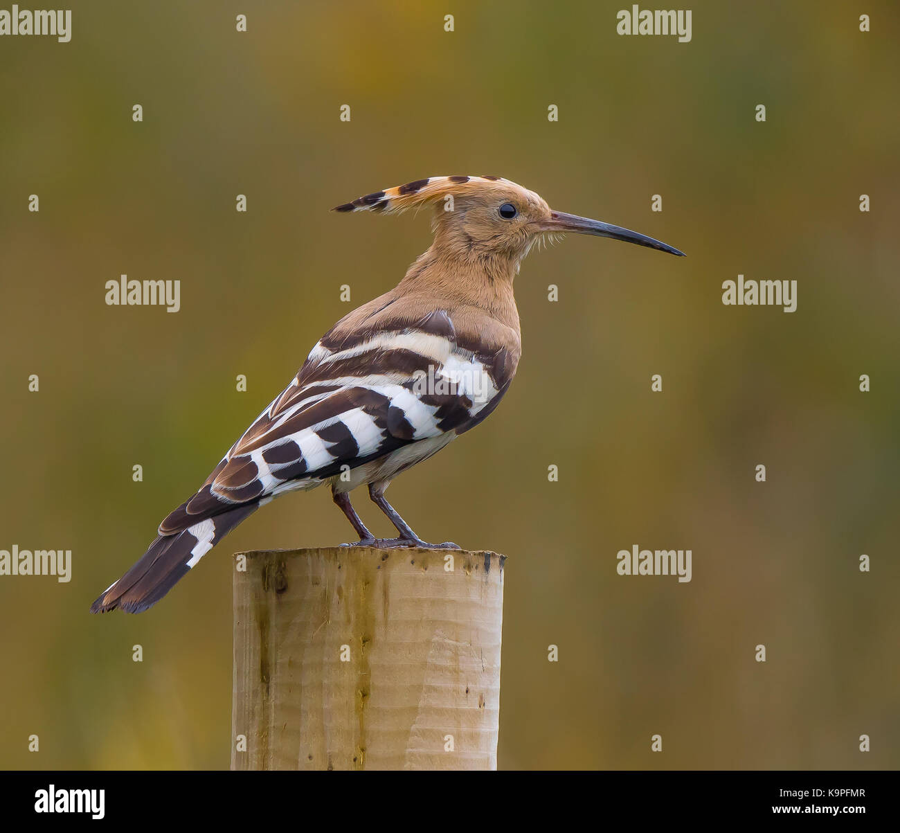 Hoopoe bird hi-res stock photography and images - Alamy