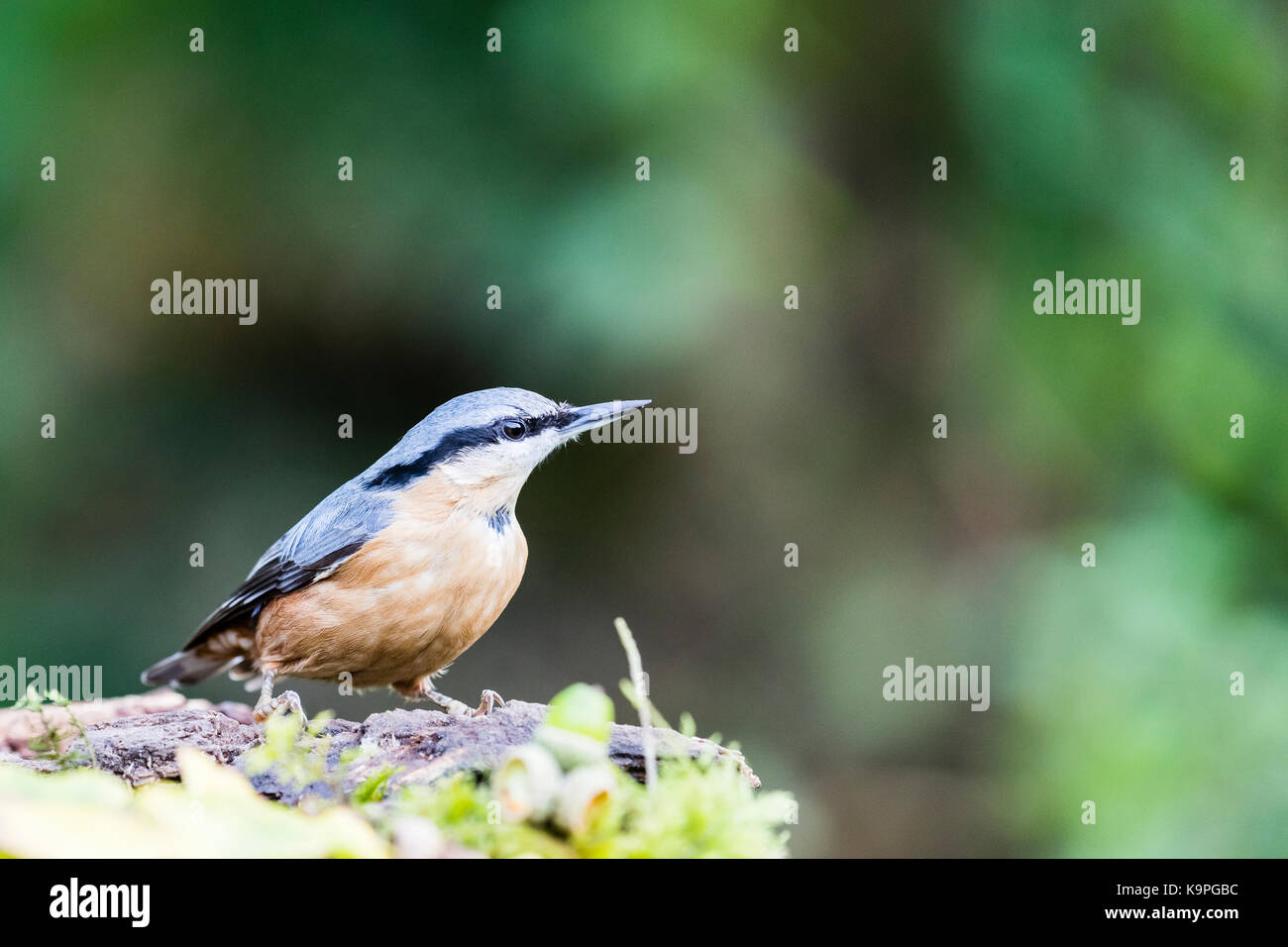 European nuthatch foraging in autumn Stock Photo - Alamy