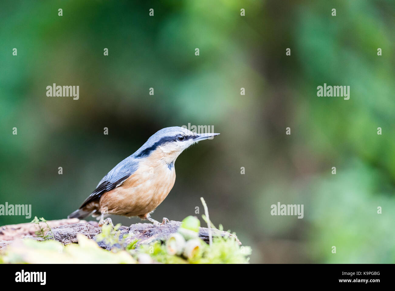 European nuthatch foraging in autumn Stock Photo - Alamy