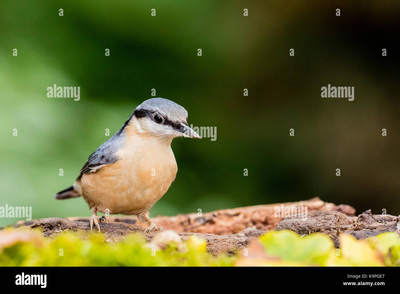 European nuthatch foraging in autumn Stock Photo - Alamy