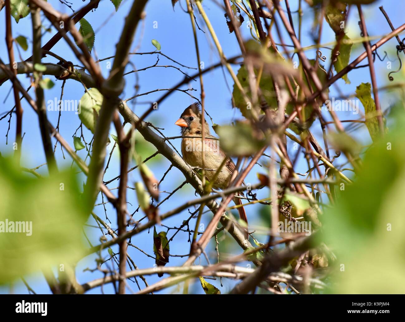 Cardinal in tree hi-res stock photography and images - Alamy