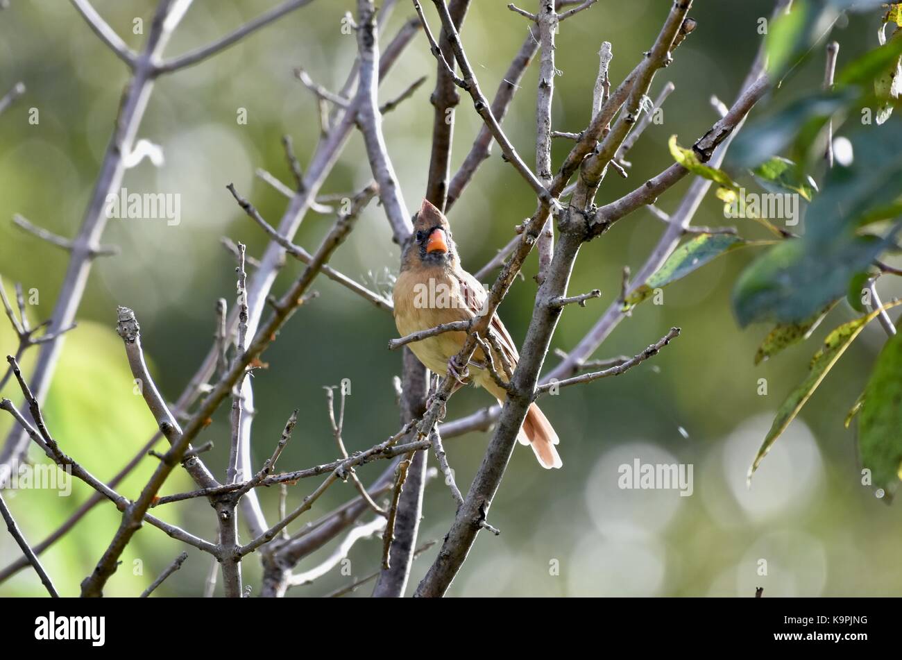 Cardinal in tree hi-res stock photography and images - Alamy