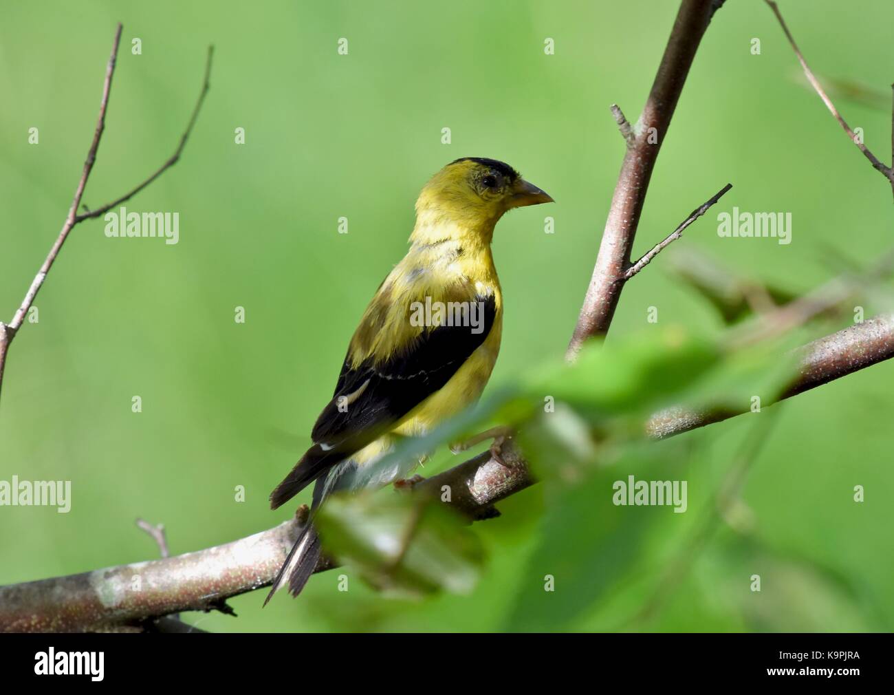 American Goldfinch juvenile (Spinus tristis) perched in a tree Stock ...