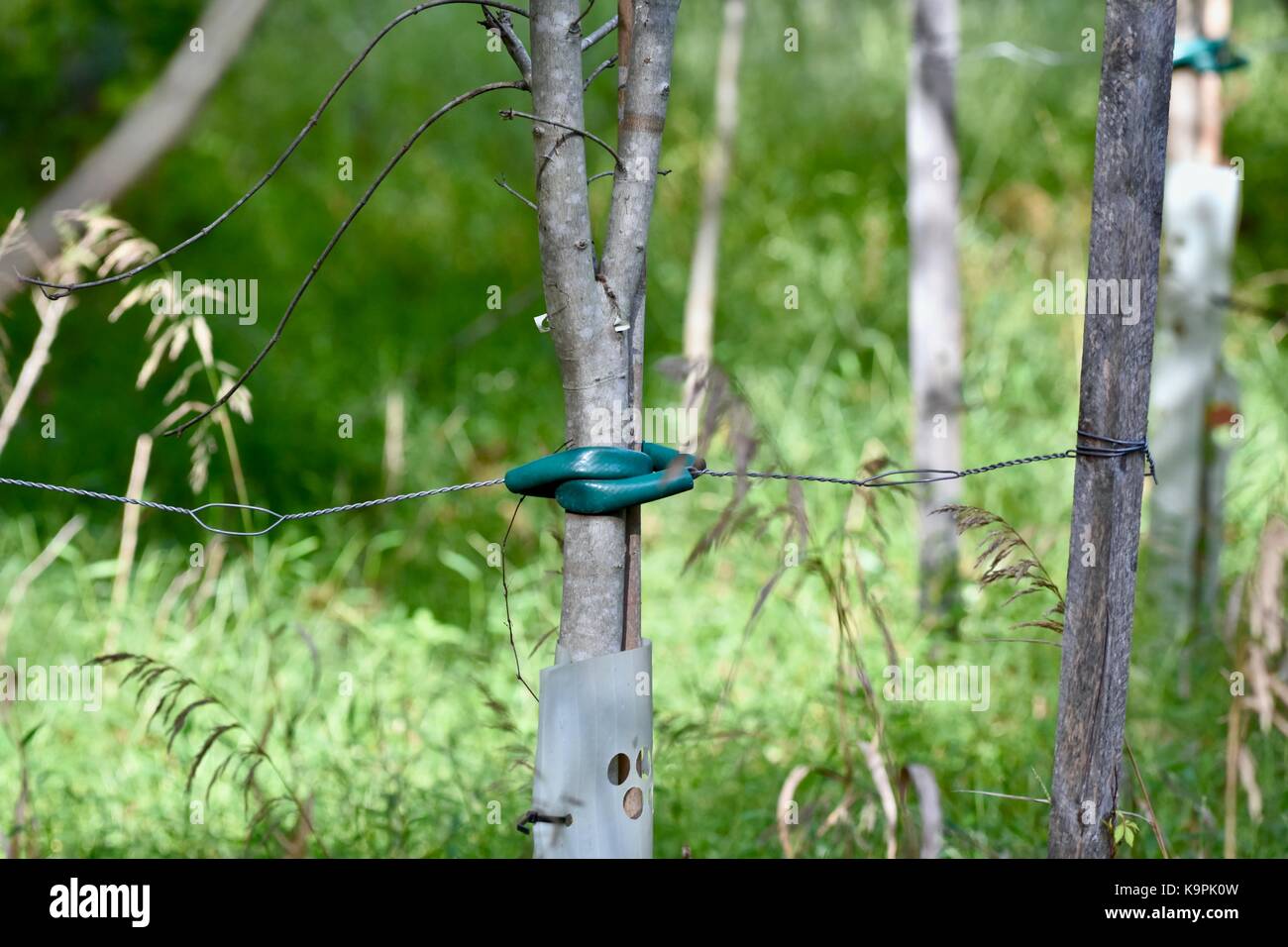 Young tree being supported to aid growth Stock Photo - Alamy
