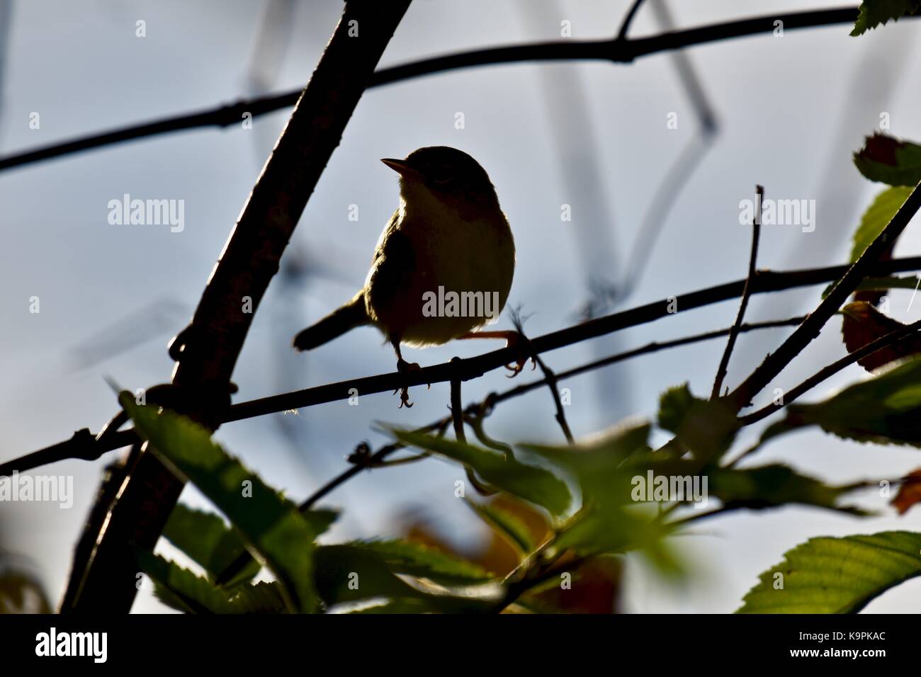 Silhouette of bird in tree Stock Photo - Alamy