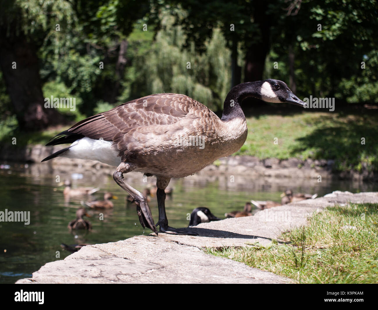 Canadian goose getting out of pond Stock Photo - Alamy