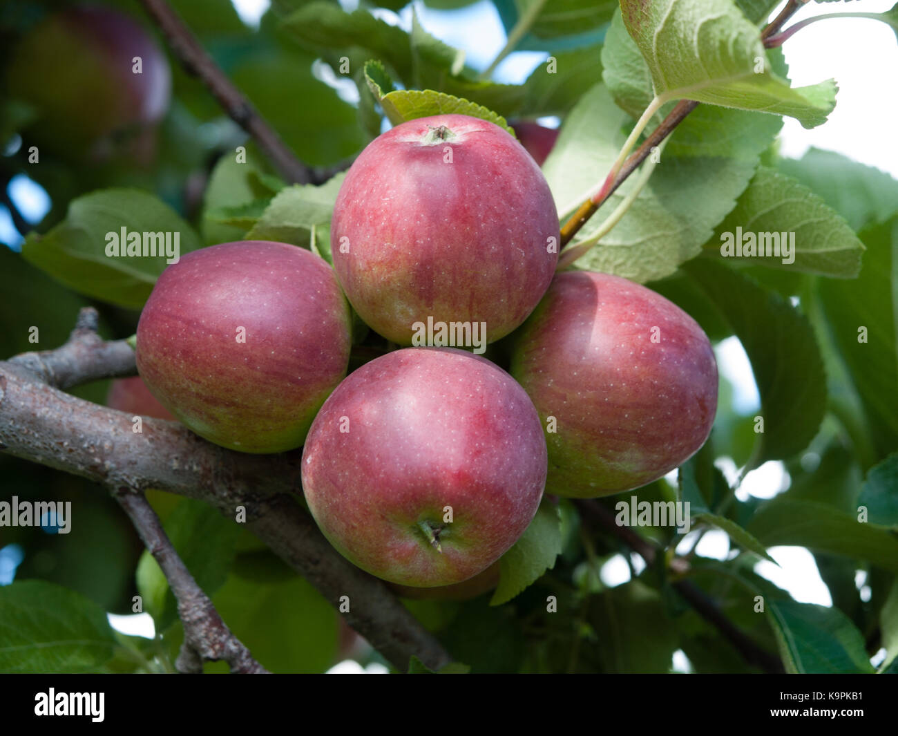 Organic red apples on branch Stock Photo - Alamy