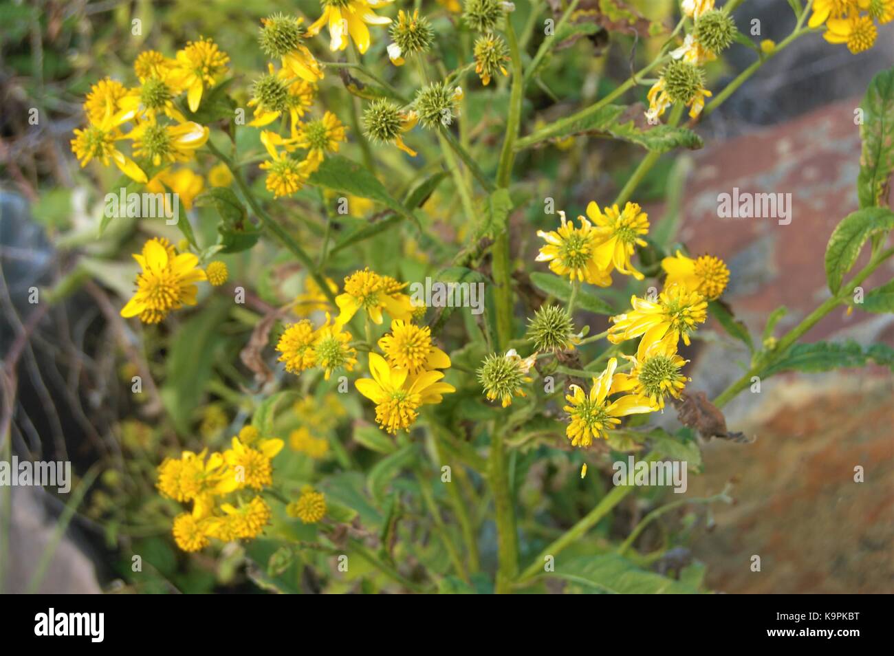 Downtown cleveland flowers hi-res stock photography and images - Alamy