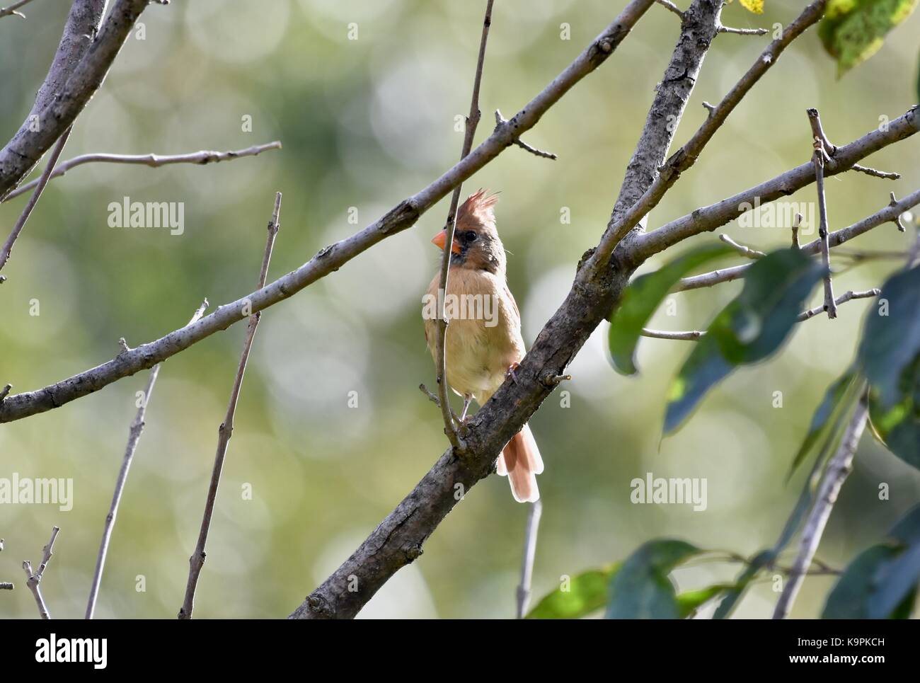 Cardinal in tree hi-res stock photography and images - Alamy