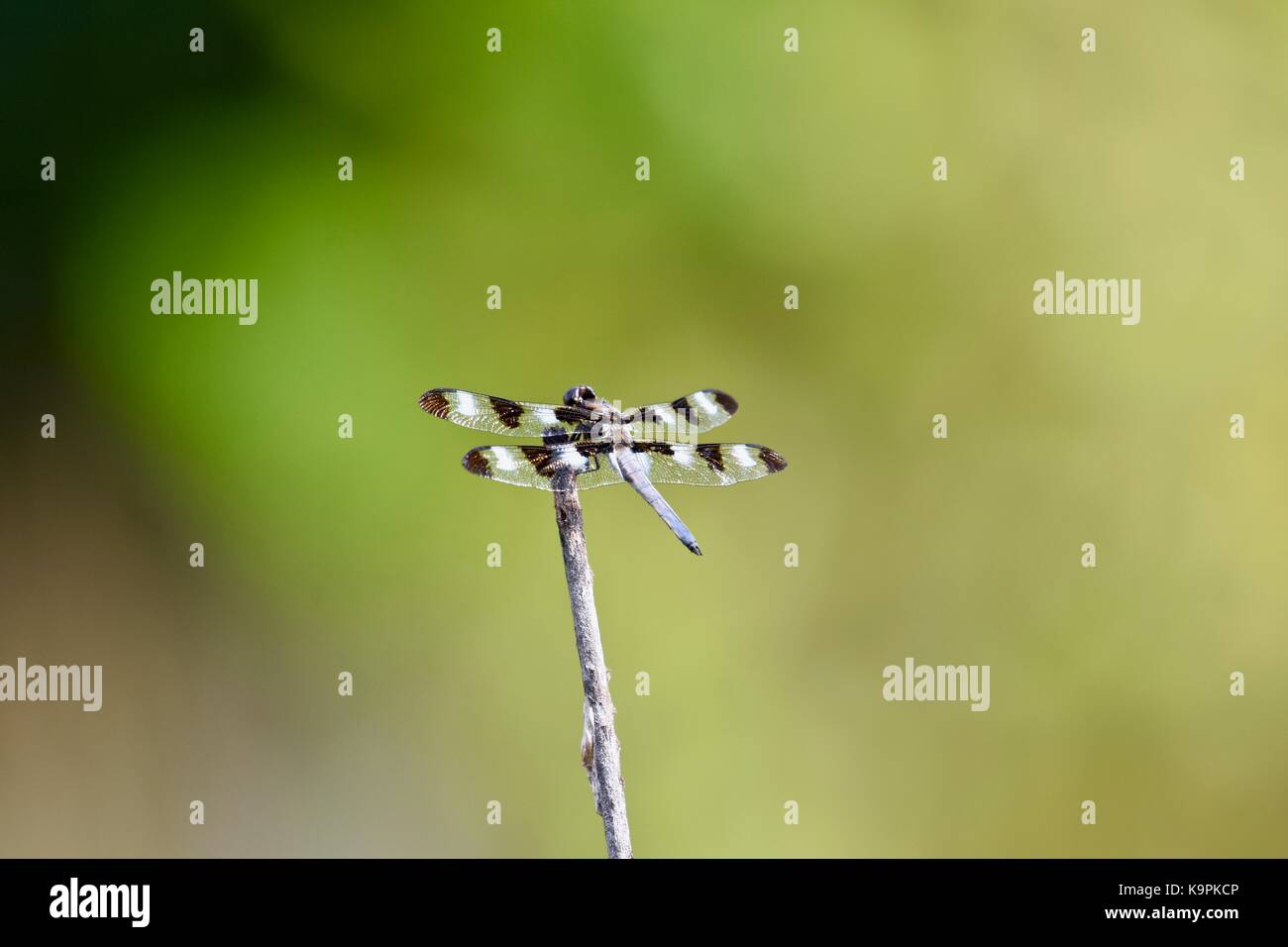 Twelve spotted skimmer dragonfly (Libellula pulchella) holding onto a ...