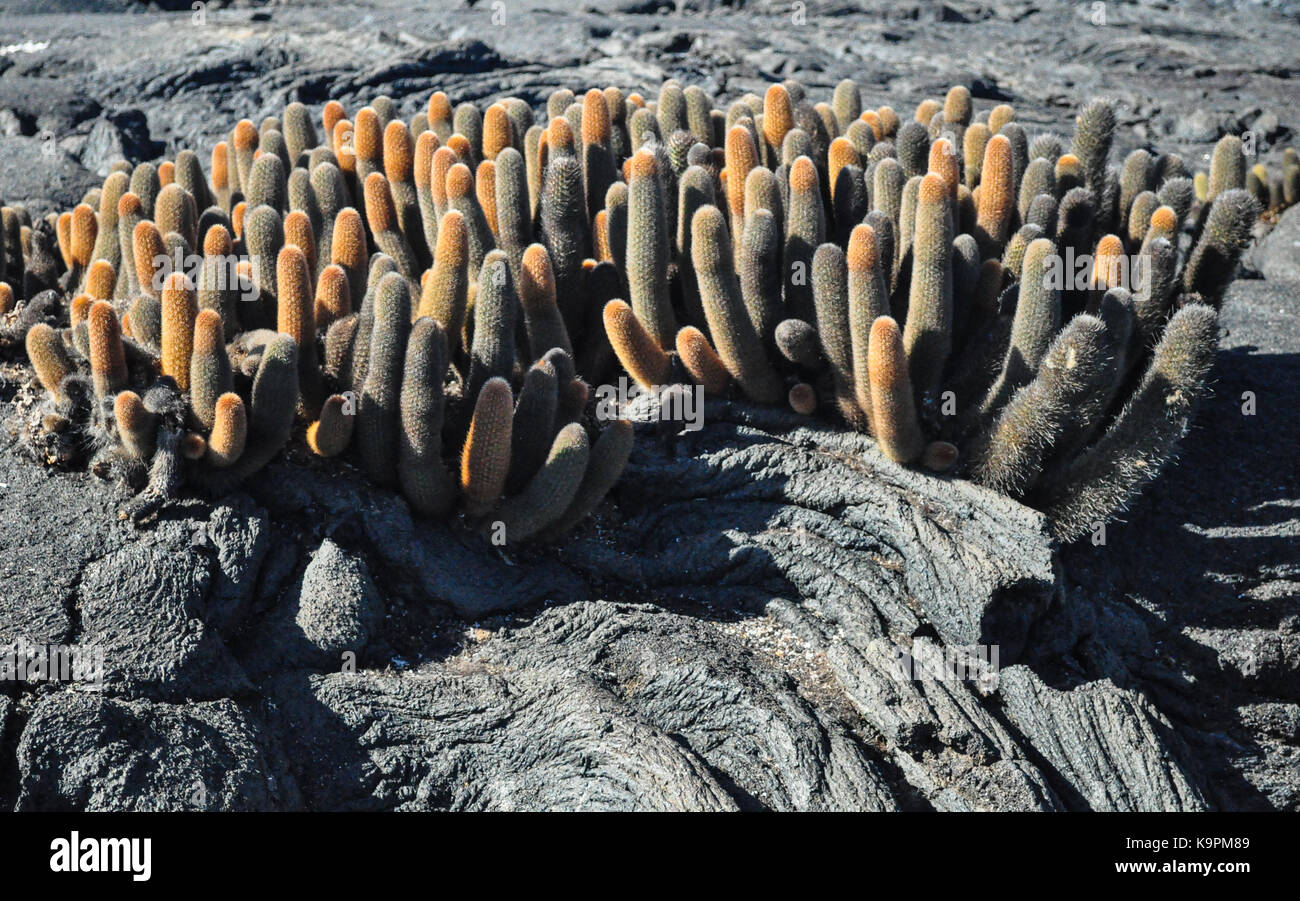 Lava cactus (Brachycereus nesioticus) on Fernandina Island, Galapagos ...