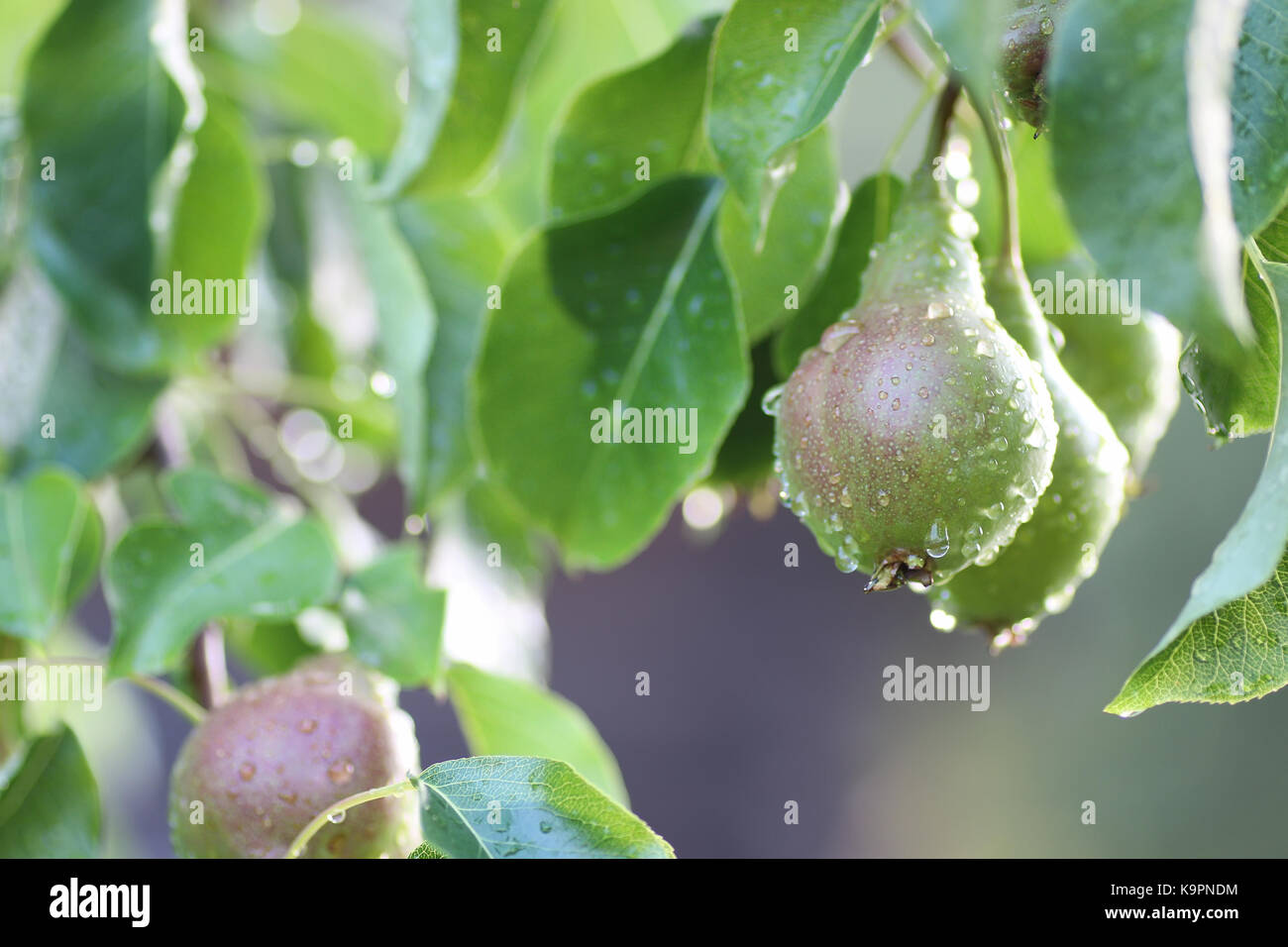 pear fruit on tree branch rain drop Stock Photo - Alamy
