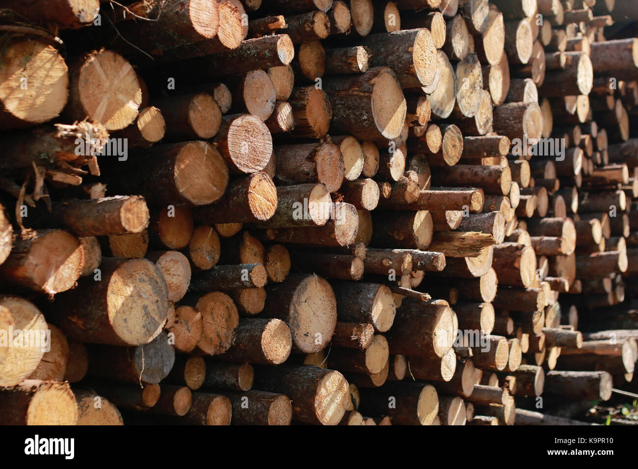 Sawn logs wood lie hi-res stock photography and images - Alamy