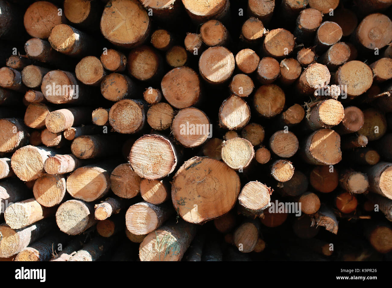 Felled tree logs lie hi-res stock photography and images - Alamy