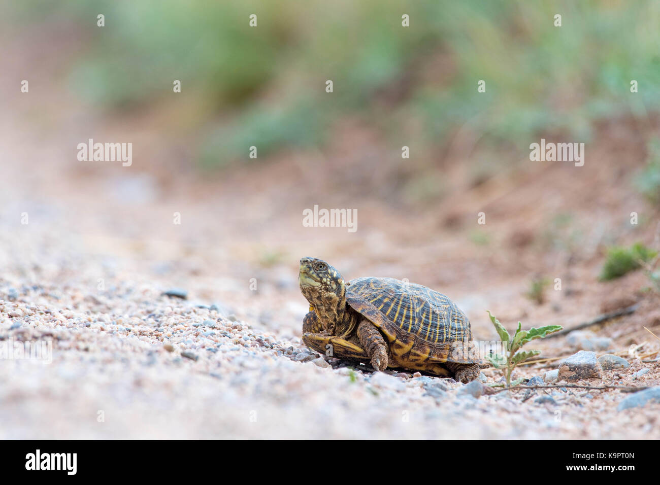 Female Desert Box Turtle, (Terrapene ornate luella), Valencia co., New ...