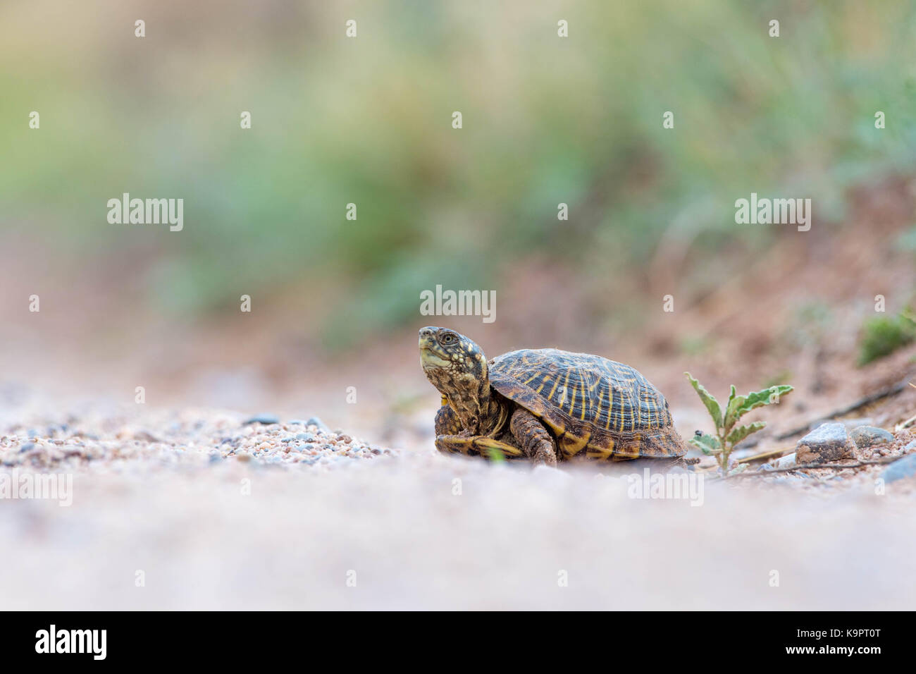 Female Desert Box Turtle, (Terrapene ornate luella), Valencia co., New ...