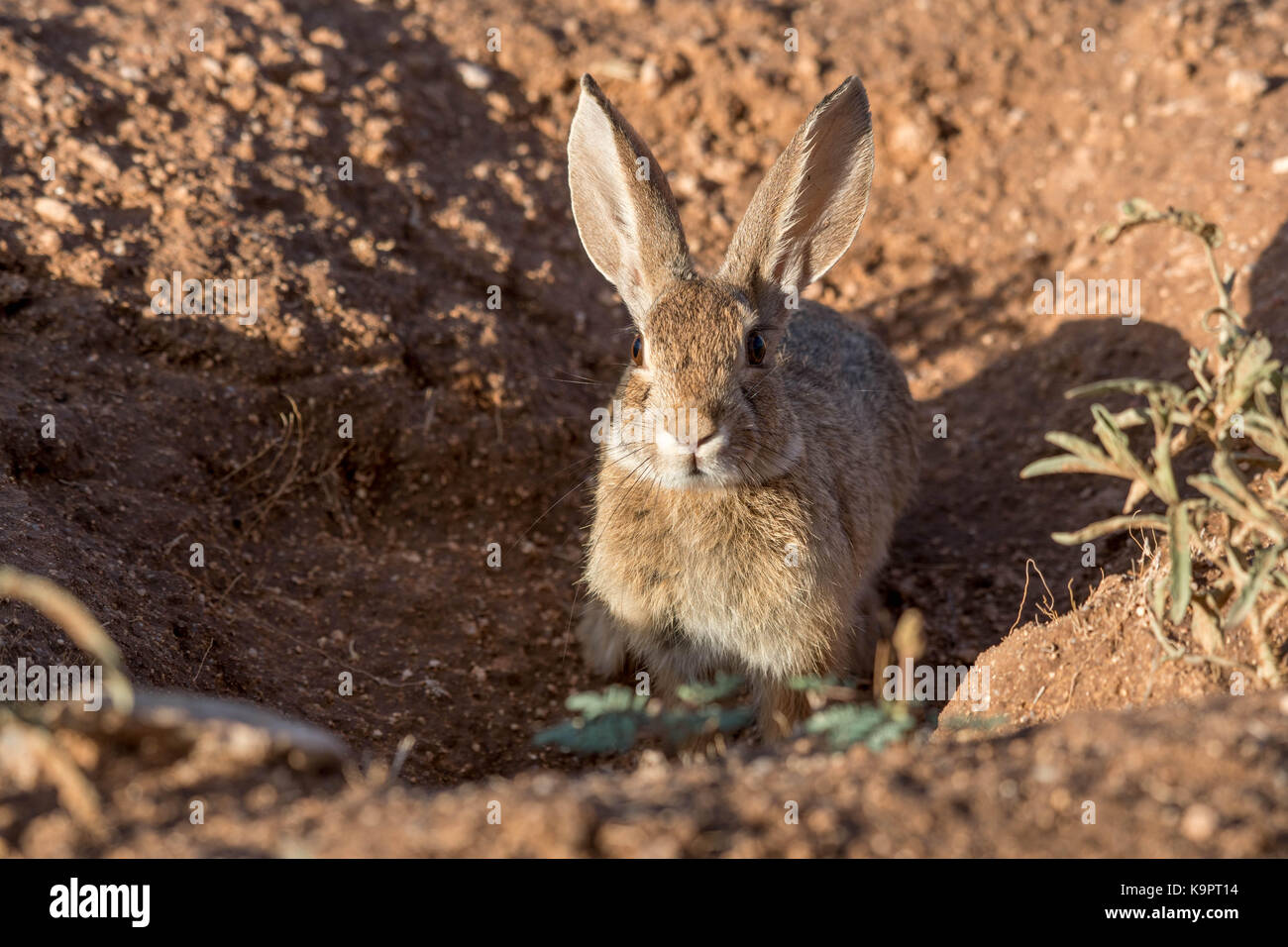 Auduboni hi-res stock photography and images - Alamy