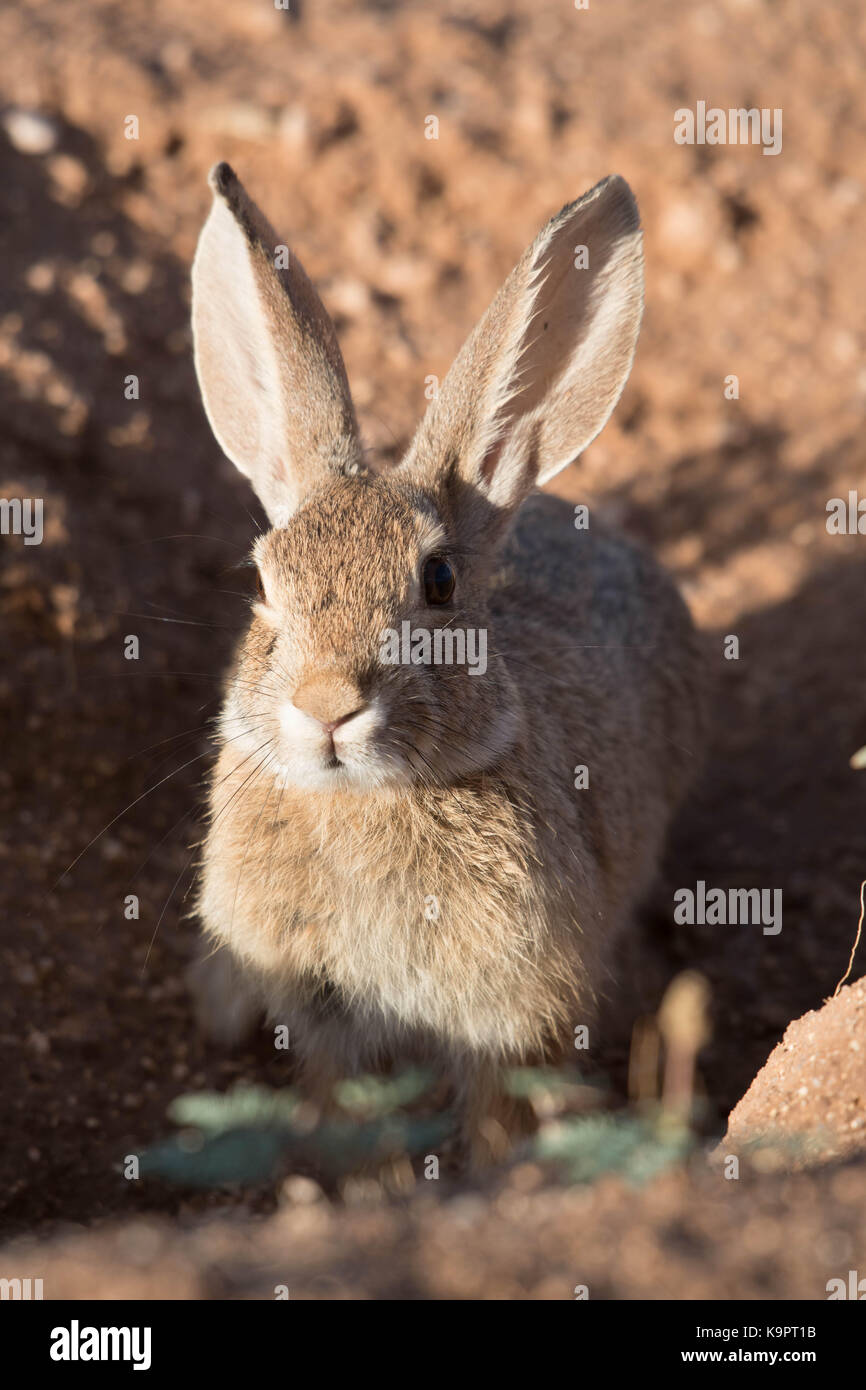 Desert Cottontail, (Sylvilagus auduboni), at the mouth of a Prairie Dog ...
