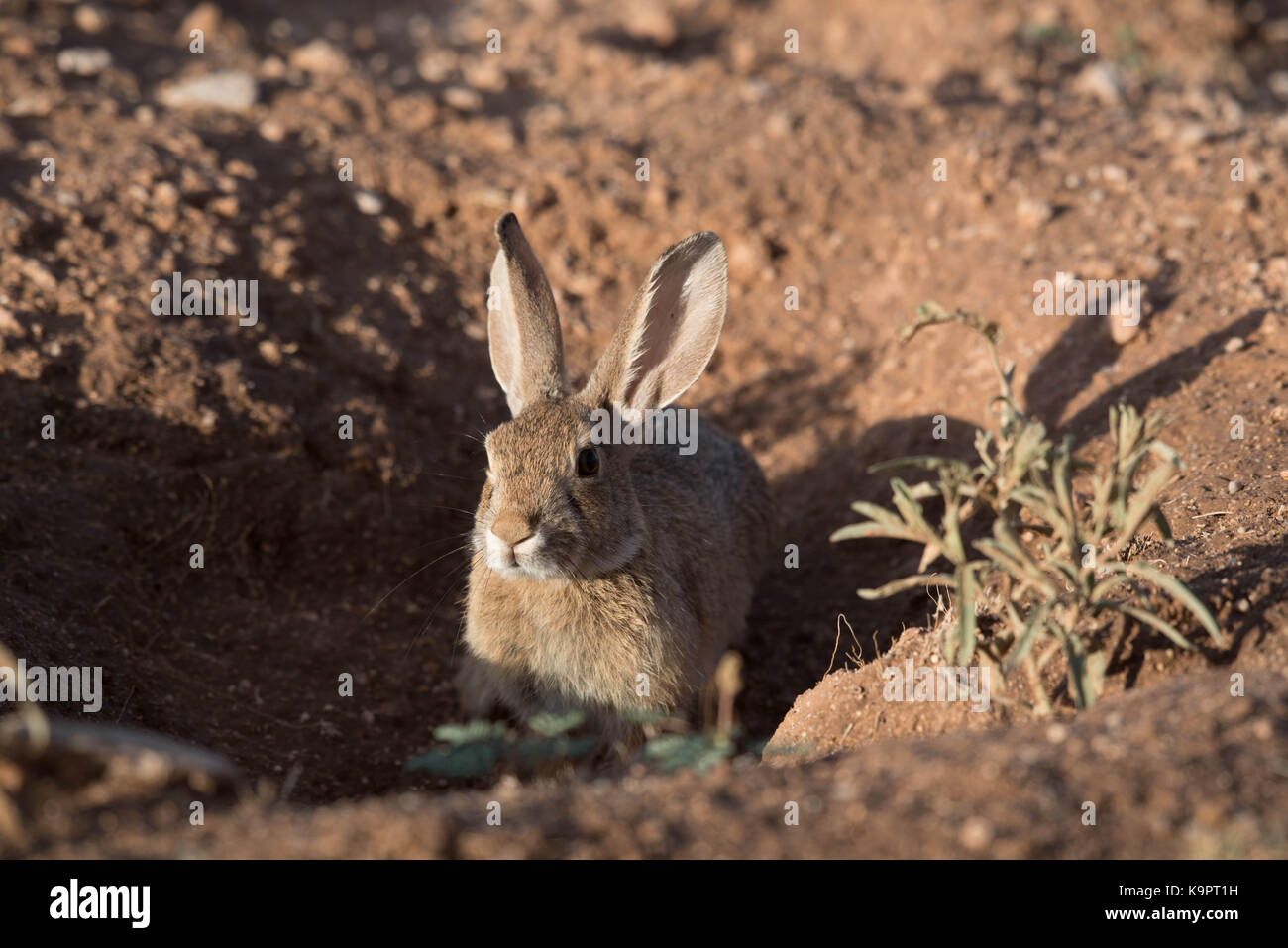 Desert Cottontail, (Sylvilagus auduboni), at the mouth of a Prairie Dog ...