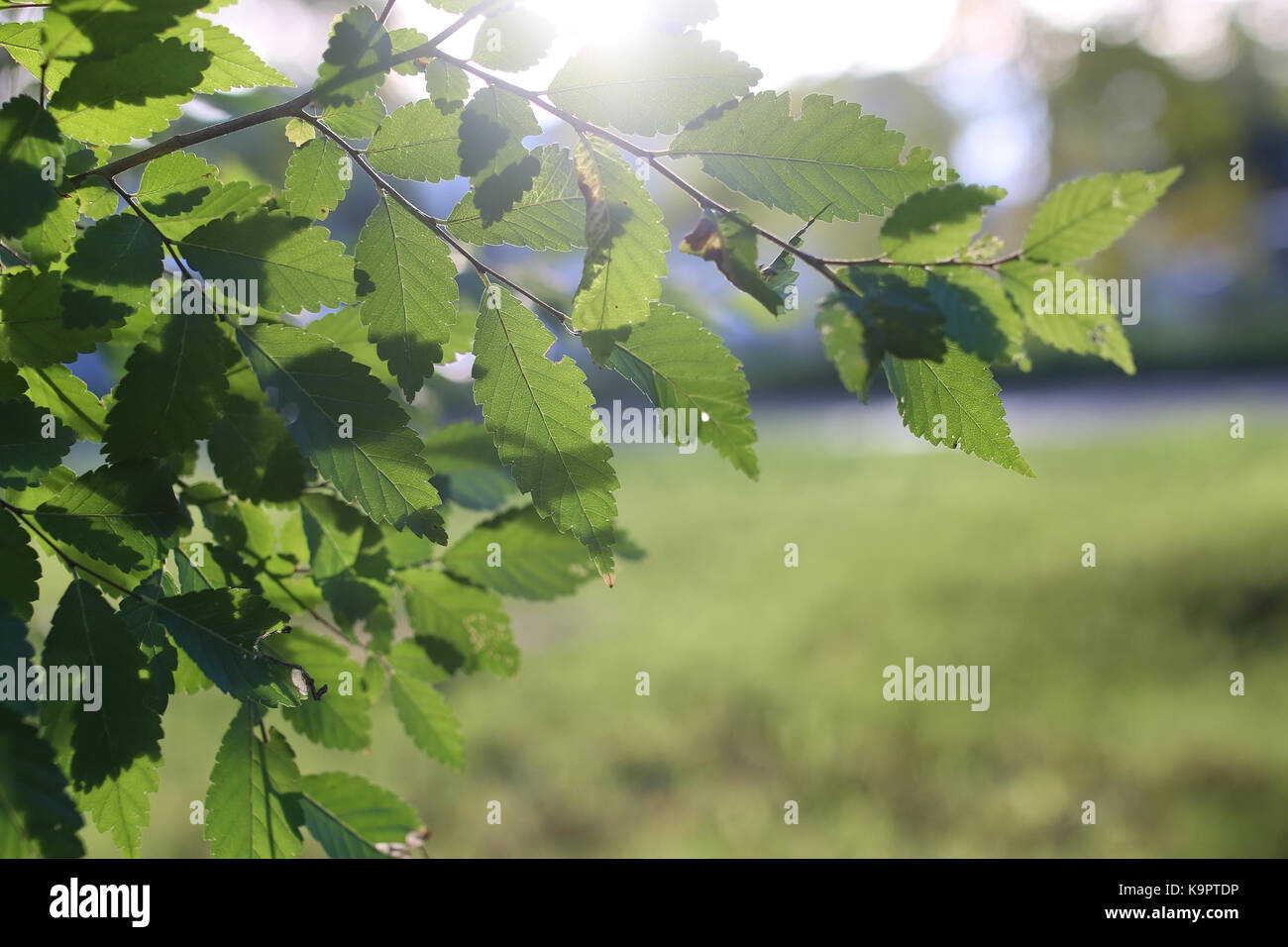 park leaf sun Stock Photo - Alamy
