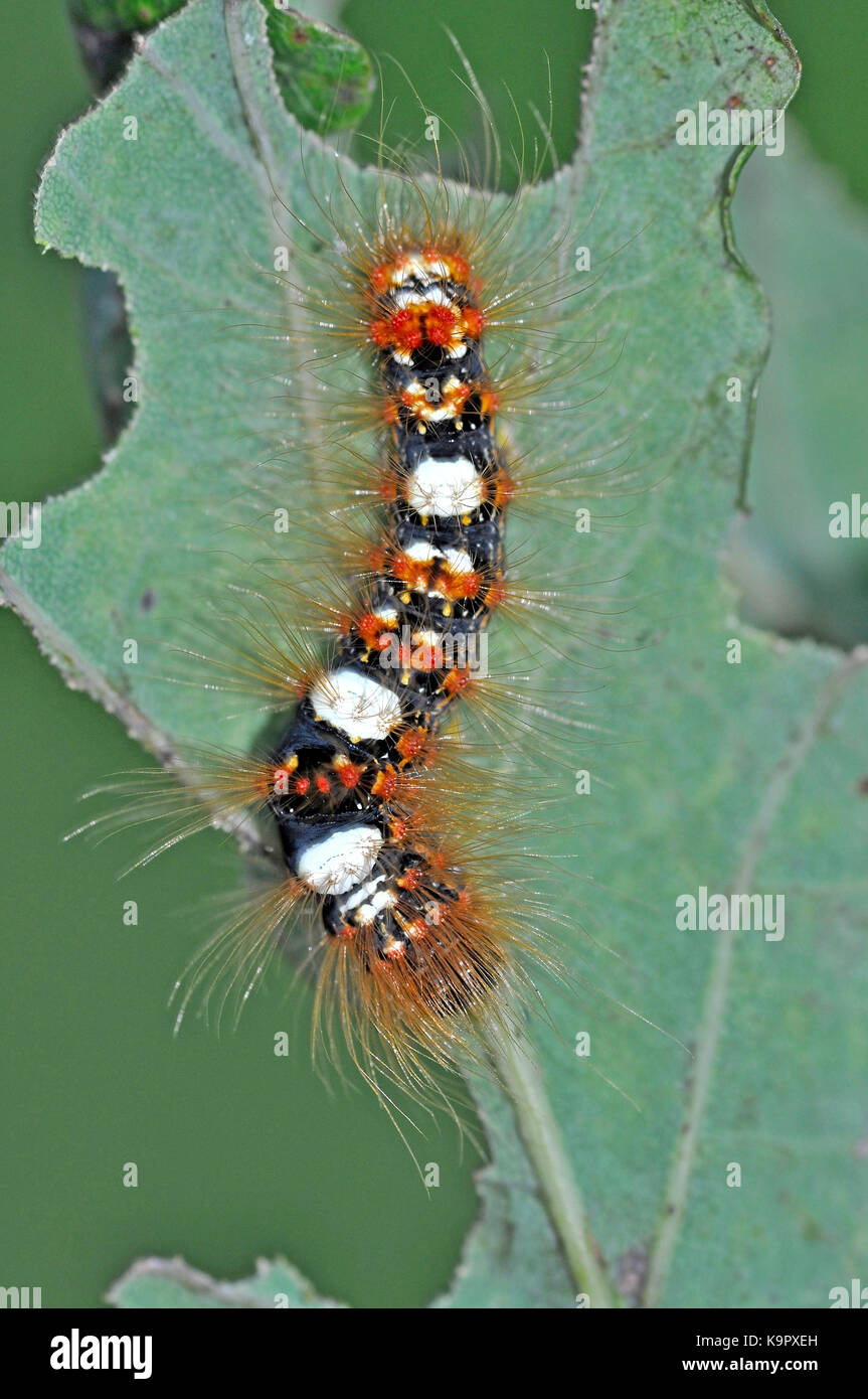 Moth caterpillar oak tree hi-res stock photography and images - Alamy
