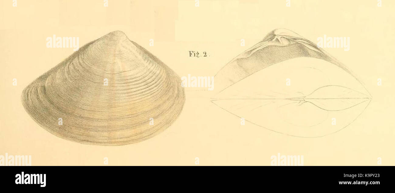 Philippi1847 Mactra pl2 Mactra olorina Stock Photo - Alamy