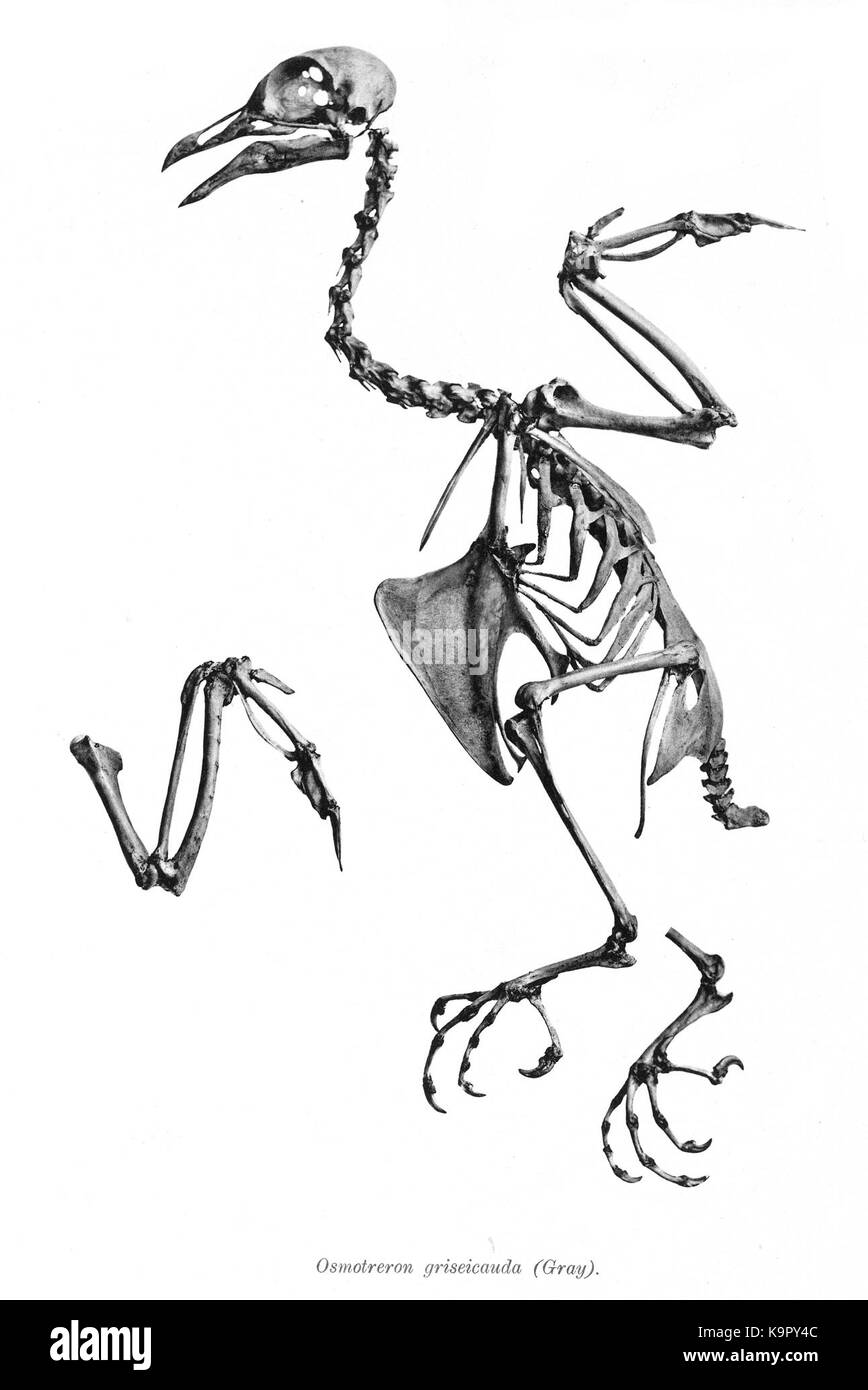 Osmotreron griseicauda 174 Stock Photo - Alamy