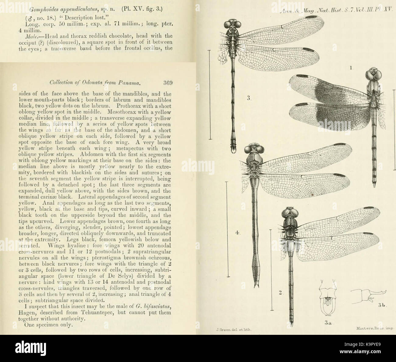 Phyllogomphoides appendiculatus description Kirby 1899 Stock Photo - Alamy