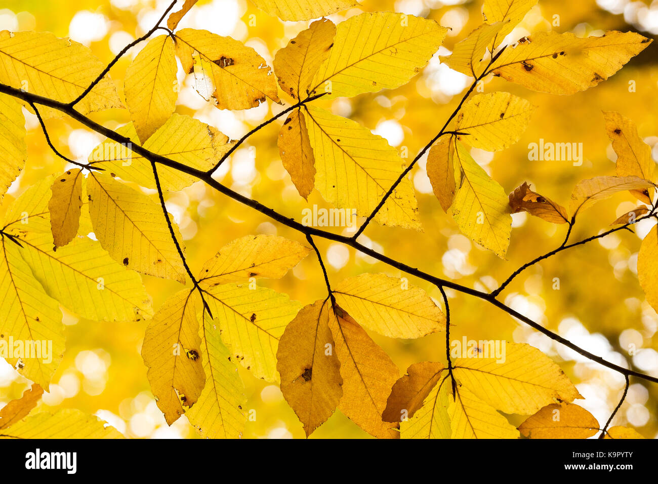 season, botany, background concept. bright yellow leaves of elongated ...