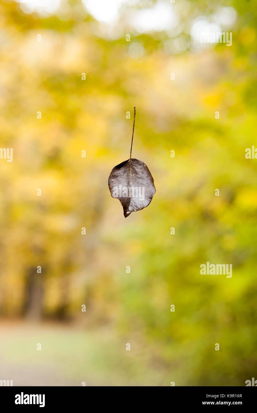 freedom, death, eternal life cycle concept. dried and faded leaf of ...