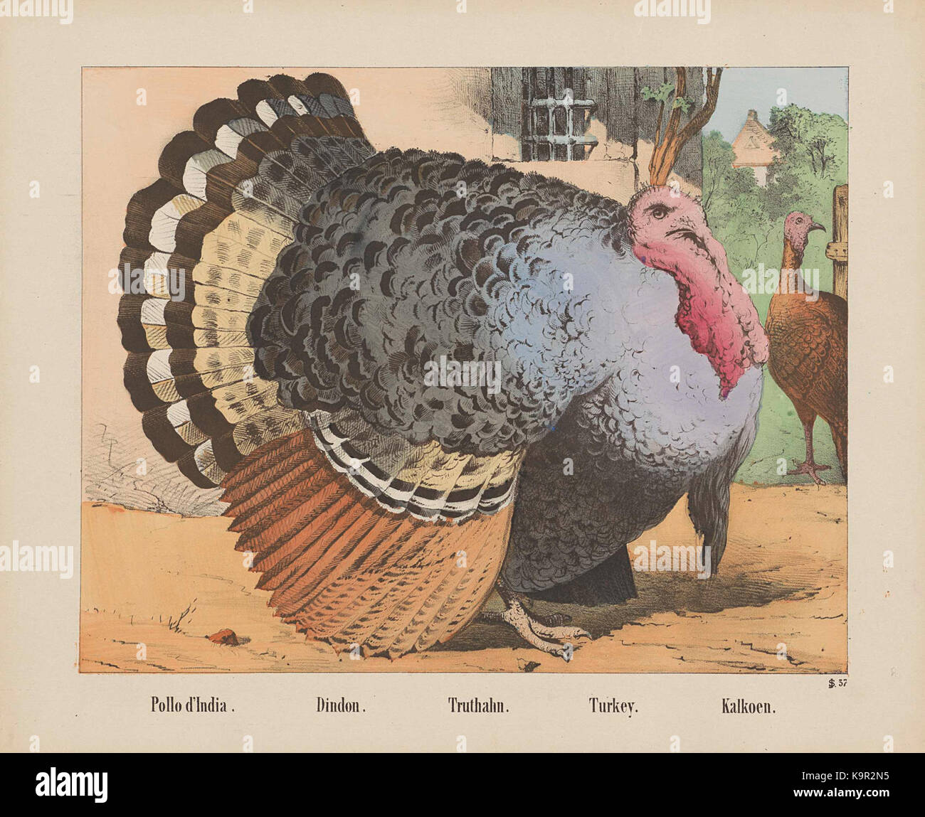 Truthahn hi-res stock photography and images - Alamy