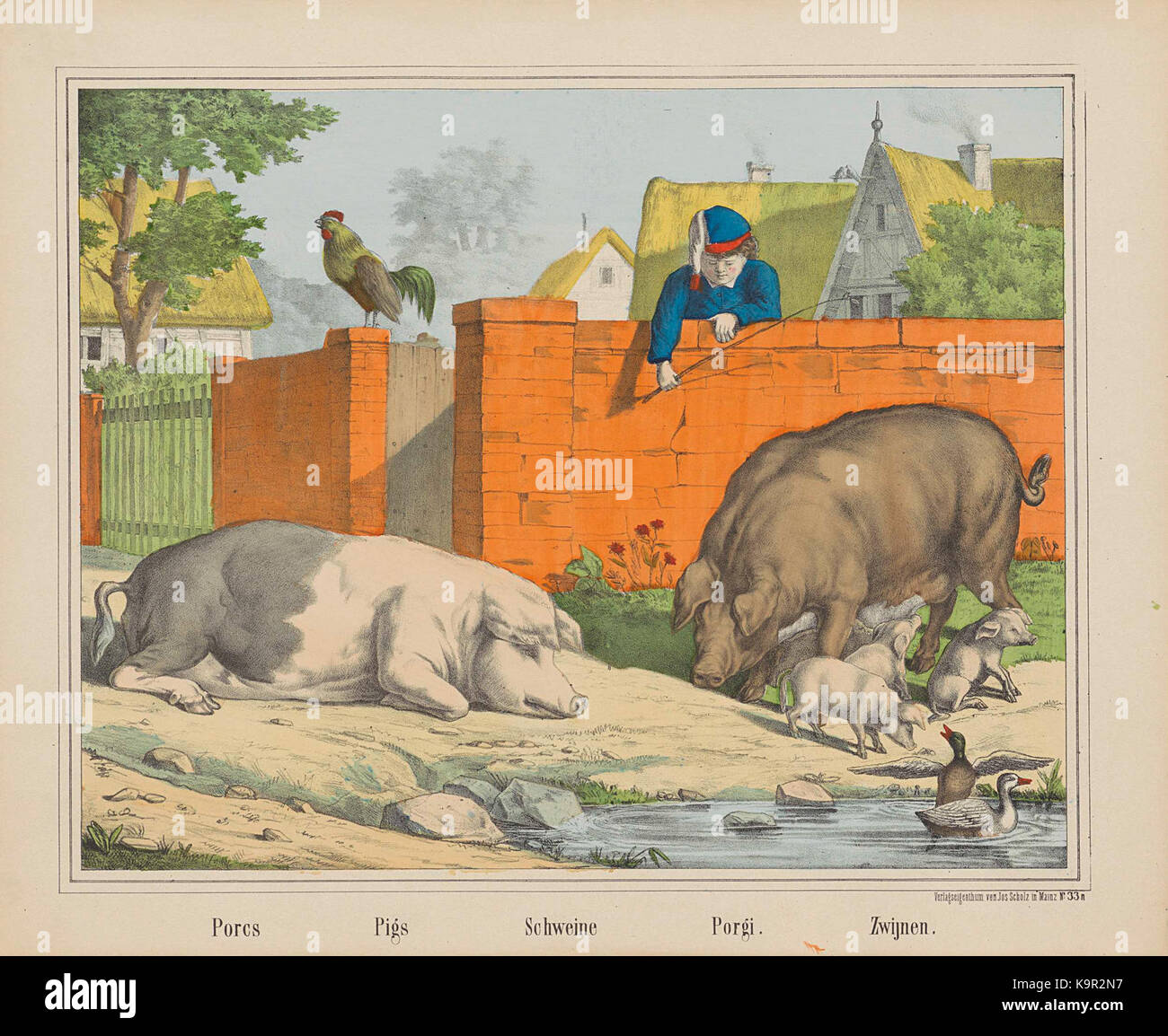 Porcs Pigs Schweine Porgi. Zwijnen Stock Photo - Alamy