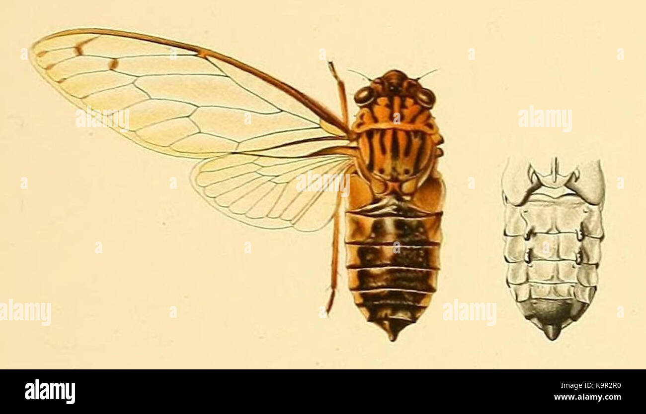 Conspicua hi-res stock photography and images - Alamy