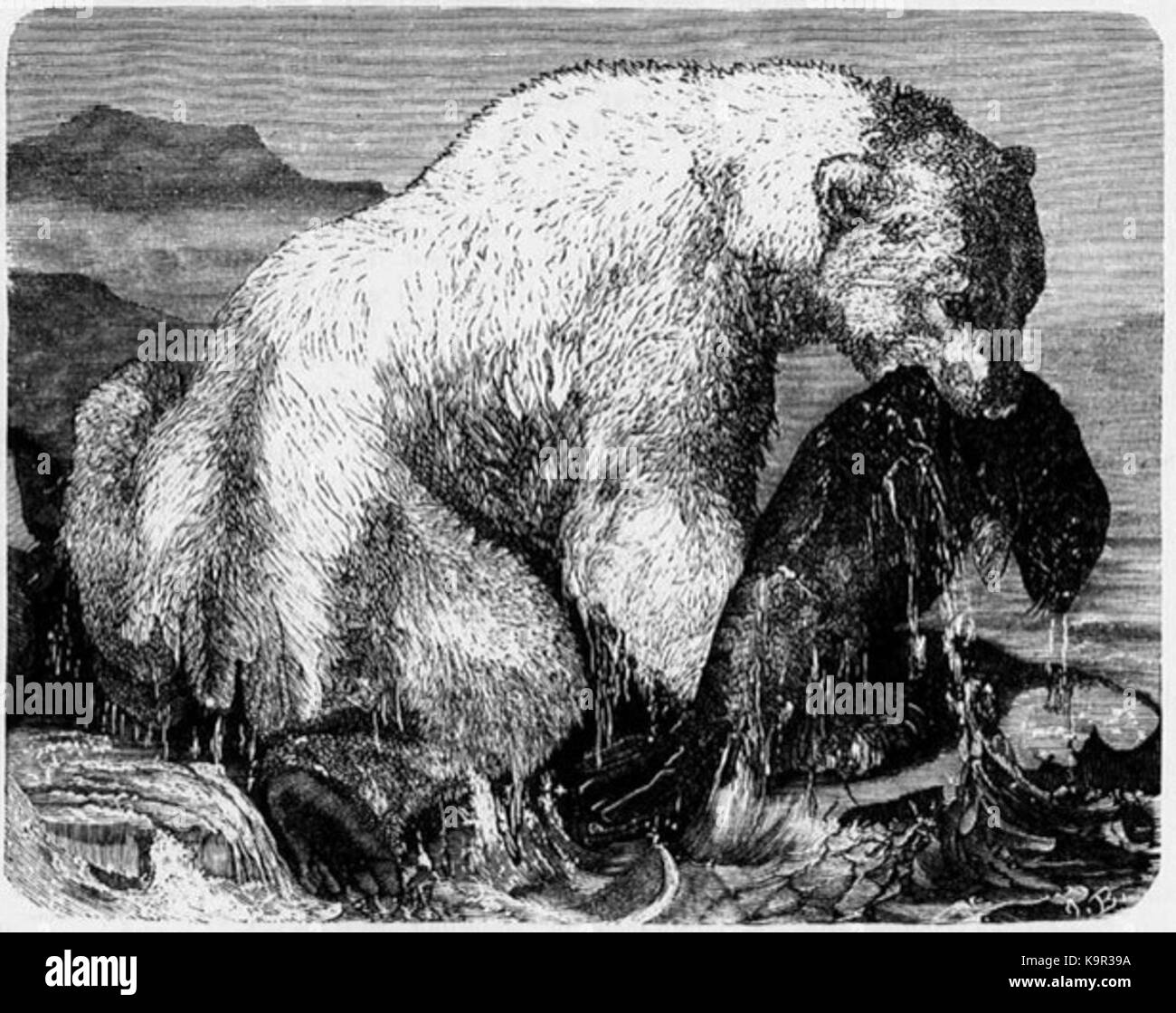 Polar Engraving Clip Art at Sam Vanthoff blog