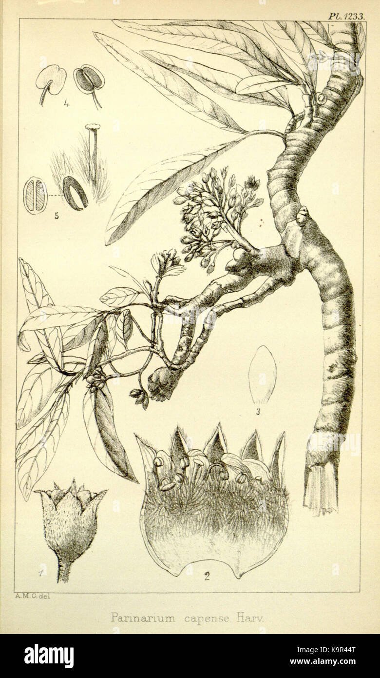 Parinari capensis is a species of flowering tree native to tropical ...