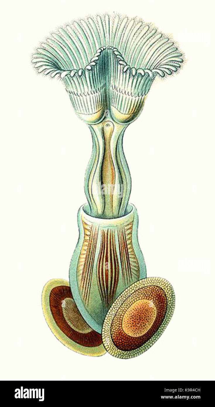 Plumatella repens from Haeckel Bryozoa drawing Commons Stock Photo - Alamy