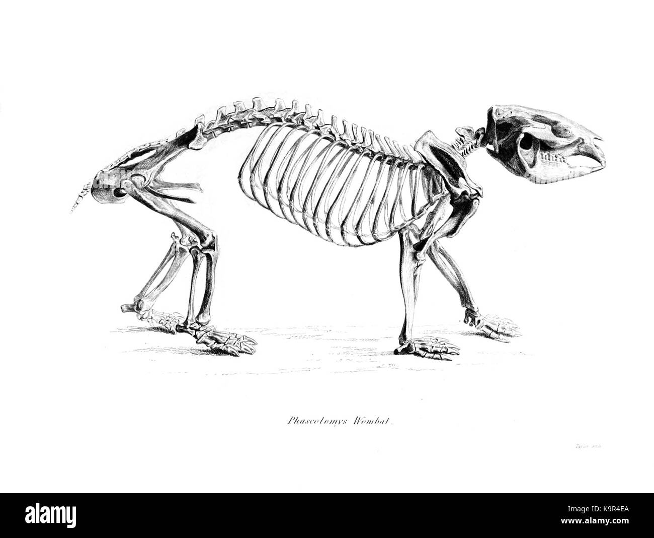Old wombat Cut Out Stock Images & Pictures - Alamy