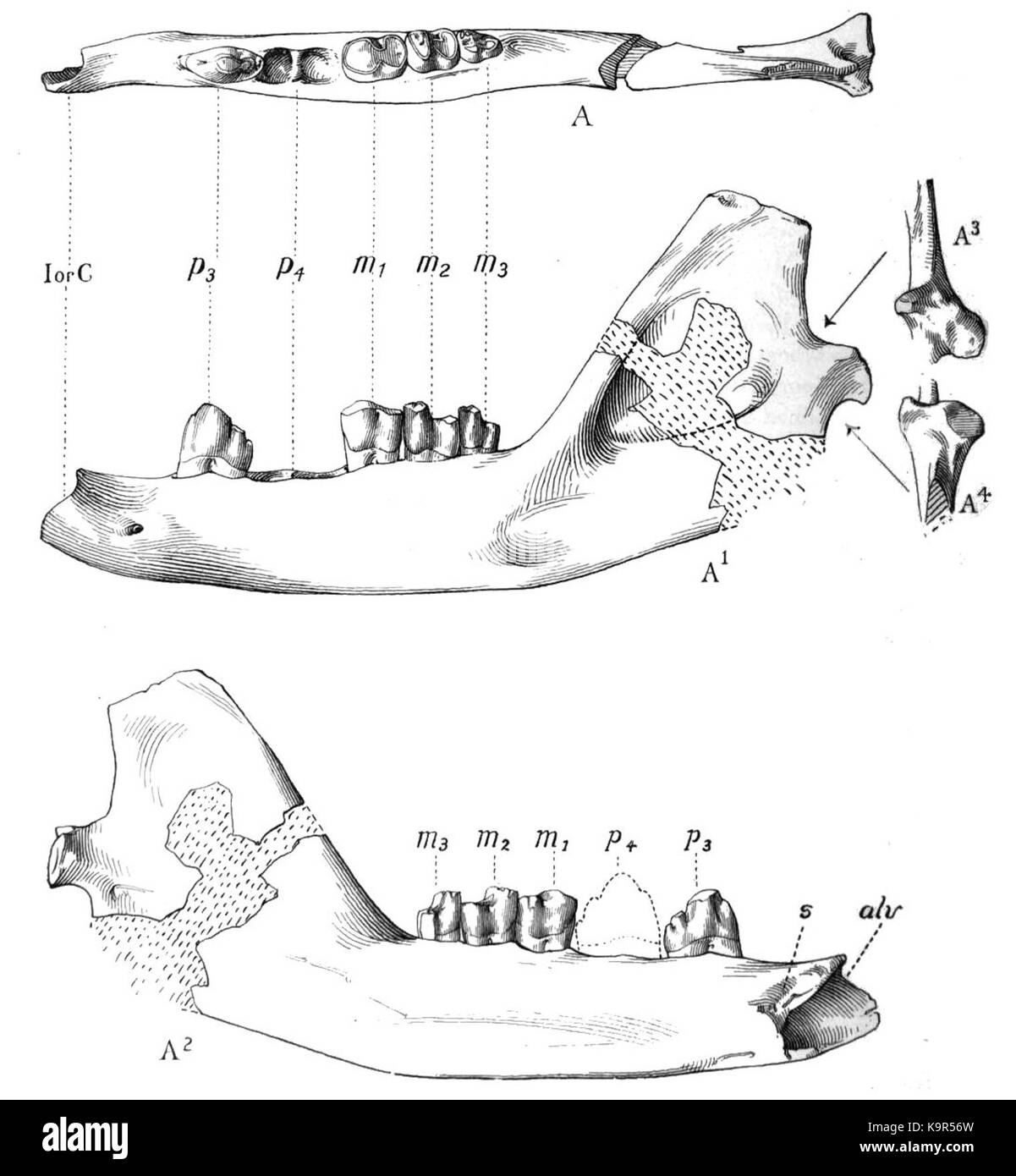 Lyonsi hi-res stock photography and images - Alamy