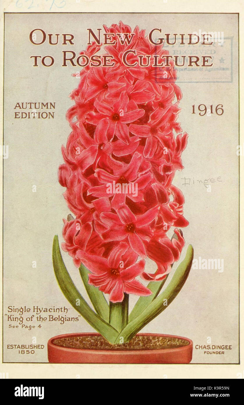 Our new guide to rose culture (16891098879 Stock Photo - Alamy