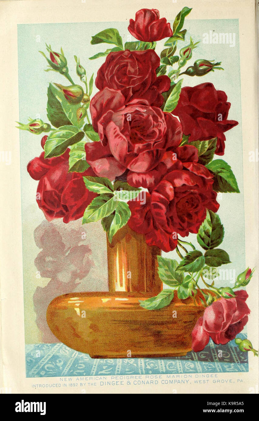 Our new guide to rose culture (16439500947 Stock Photo - Alamy