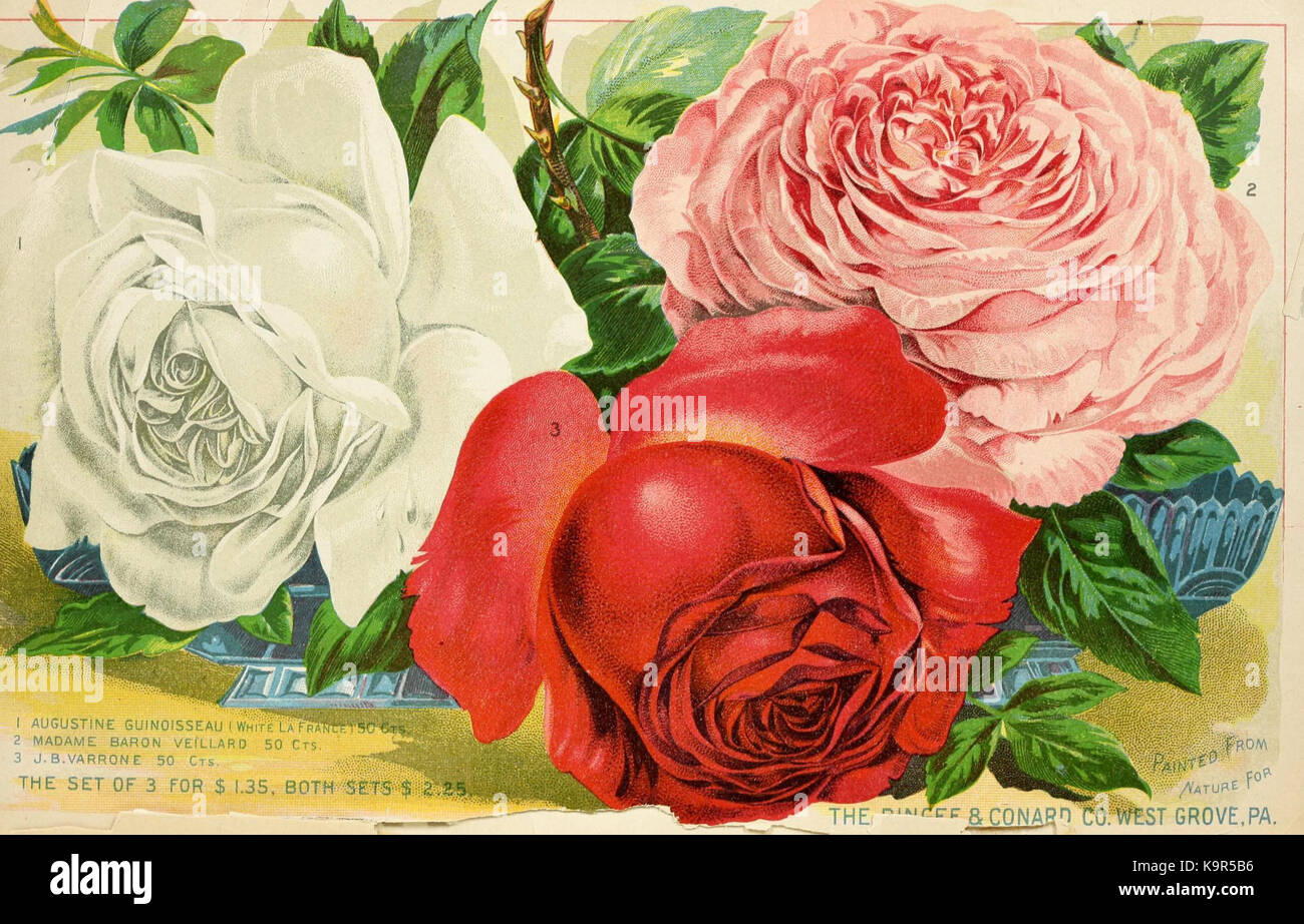 Our new guide to rose culture (16026625043 Stock Photo - Alamy