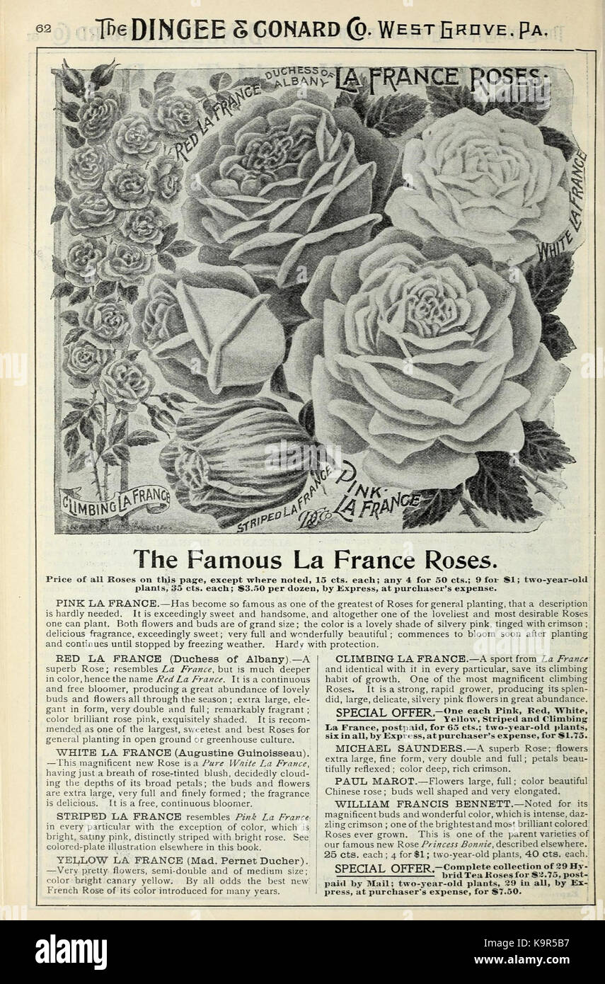 This book provides a comprehensive guide to rose cultivation, detailing ...
